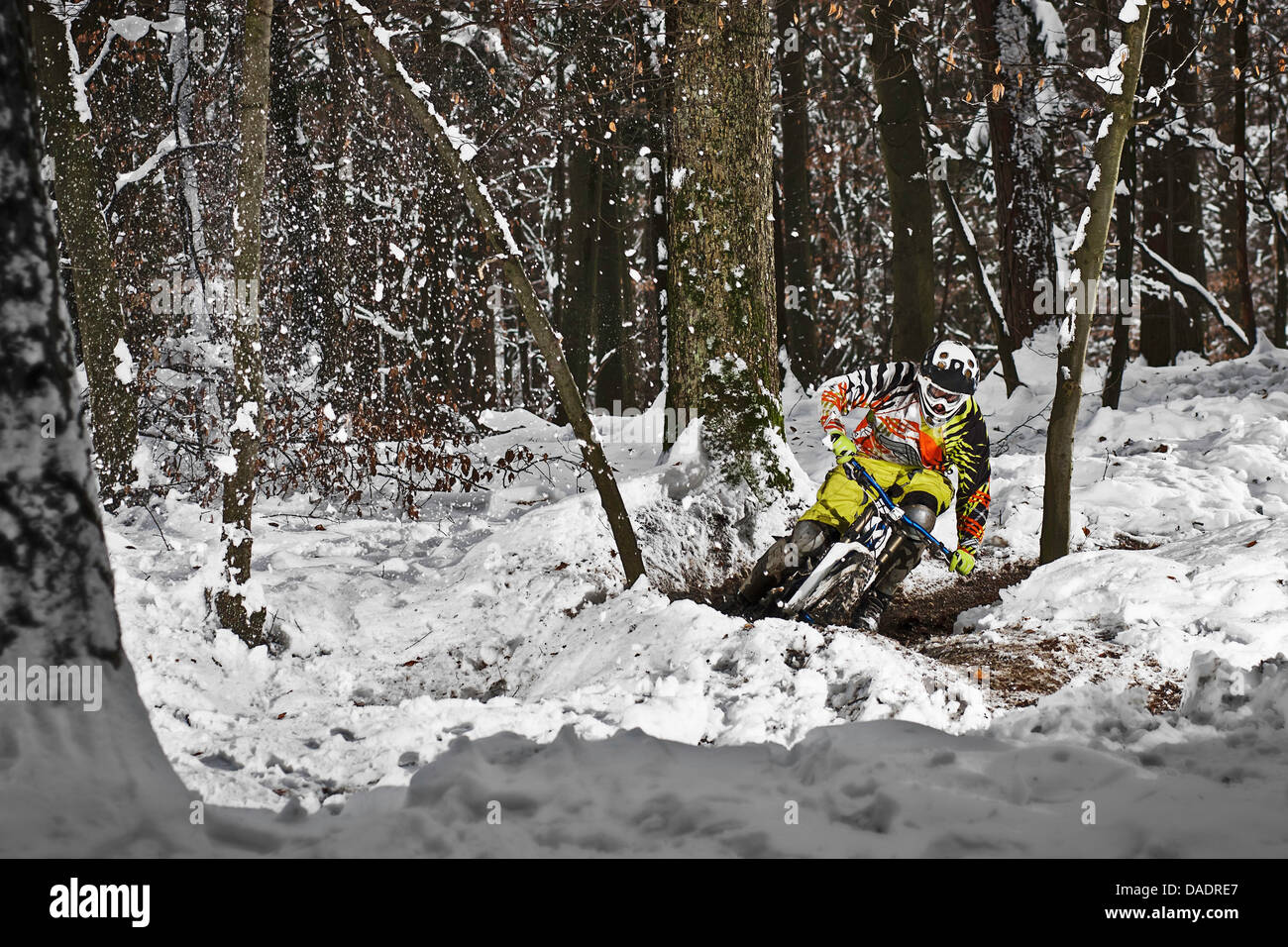 Forest track in hi-res stock photography and images - Alamy