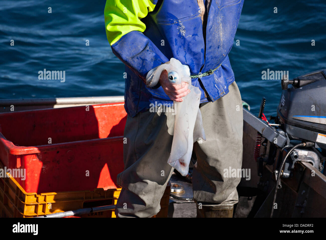 Hand squid hi-res stock photography and images - Alamy