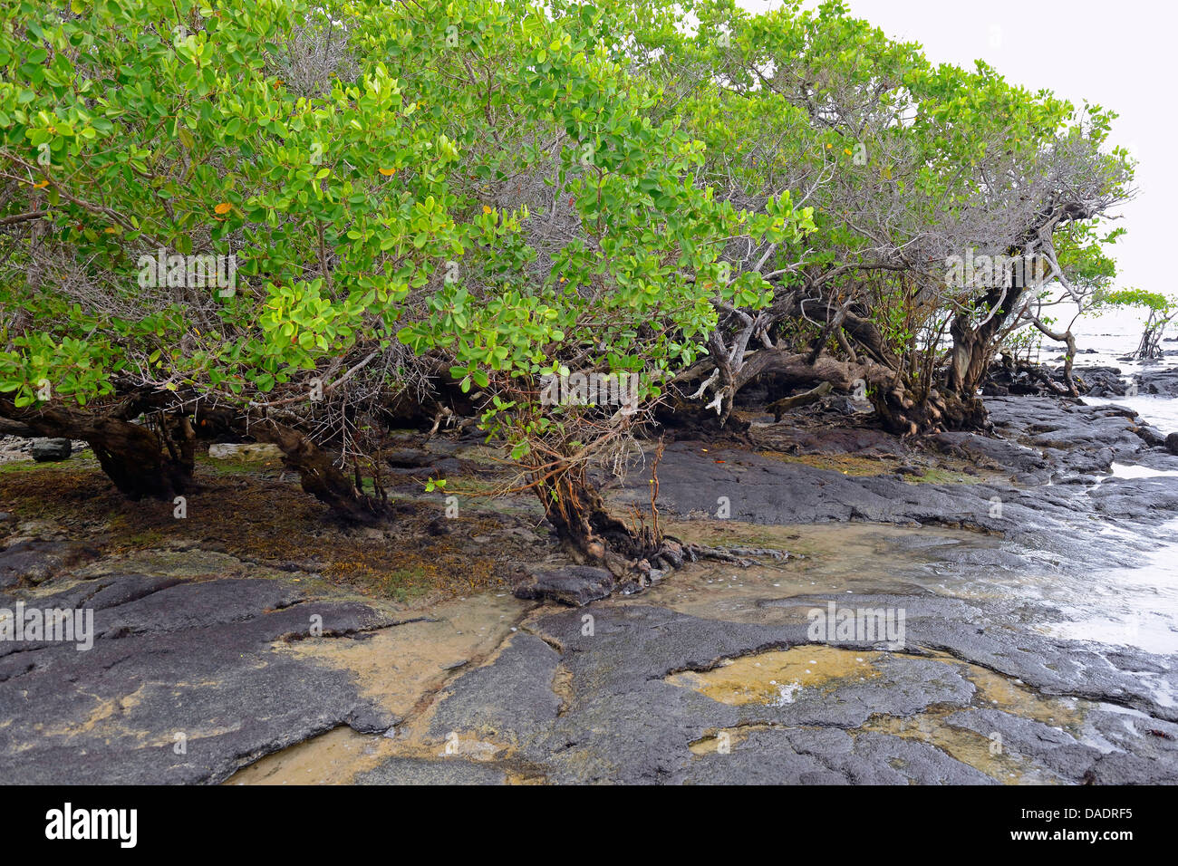 White Mangroves