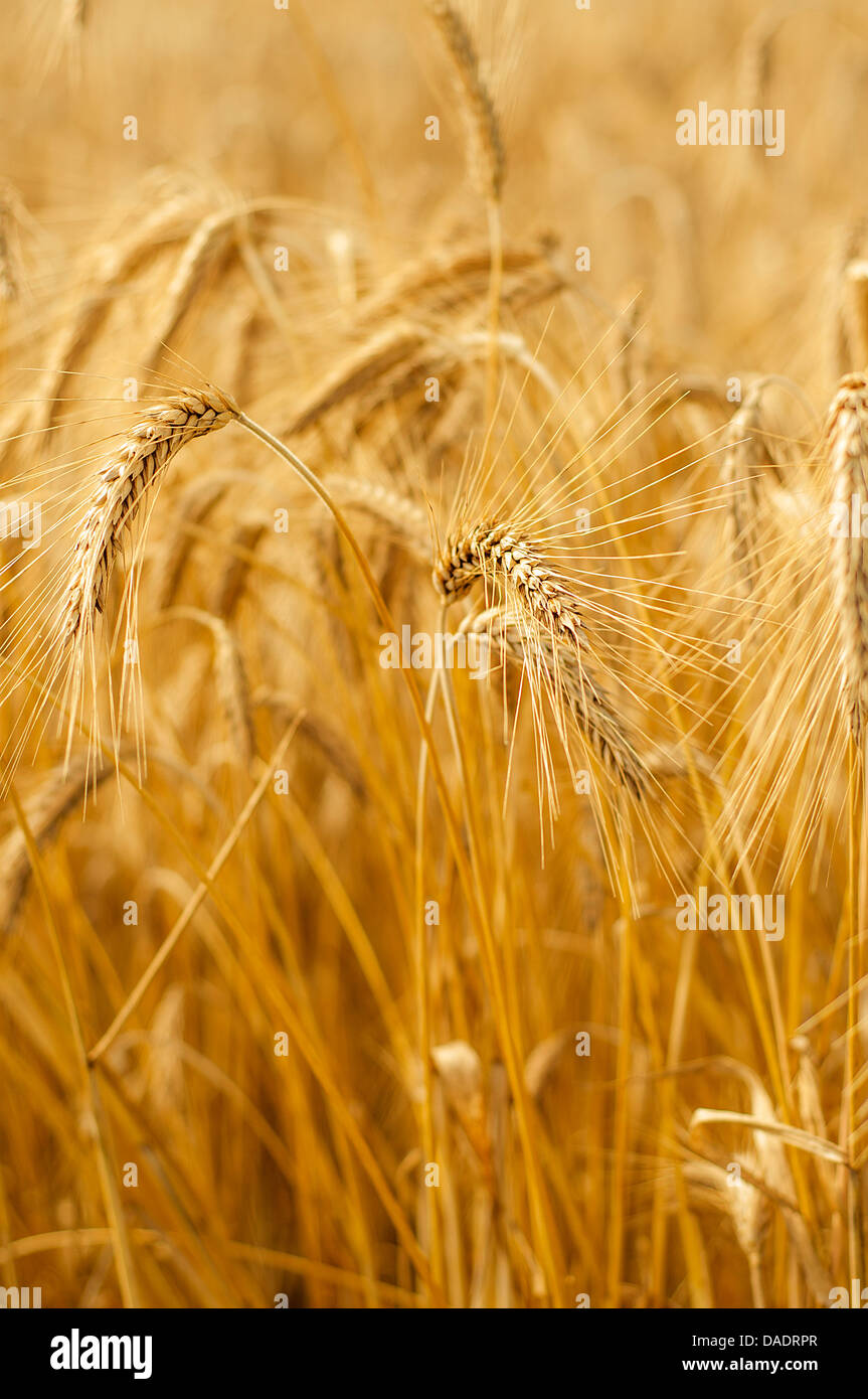 Early grain harvesting hi-res stock photography and images - Alamy