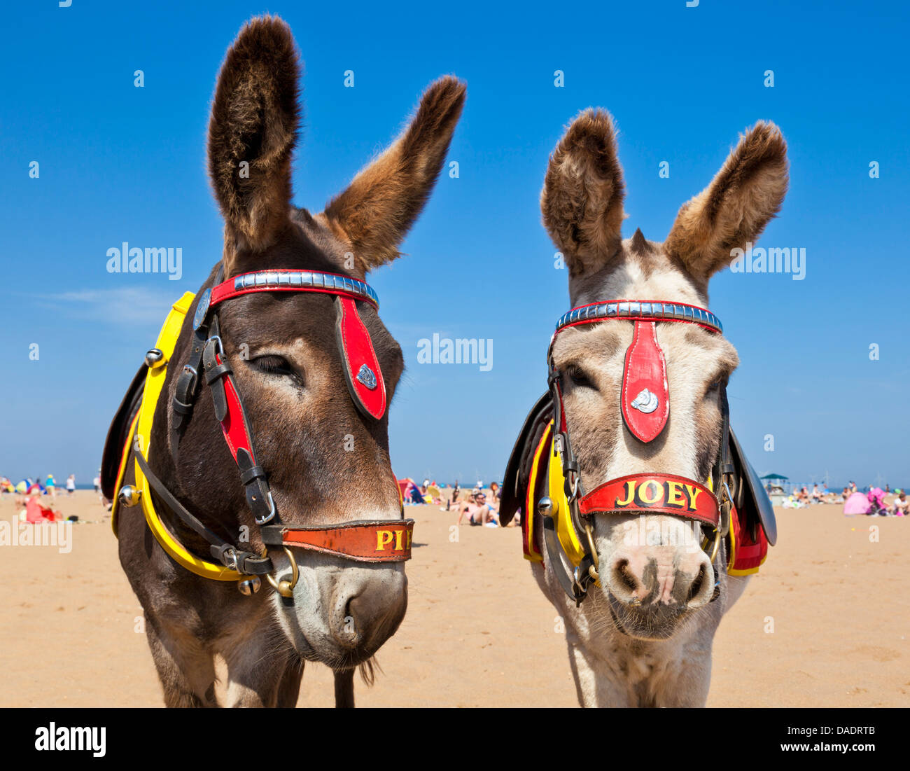 Donkeys skegness beach lincolnshire hi-res stock photography and images ...