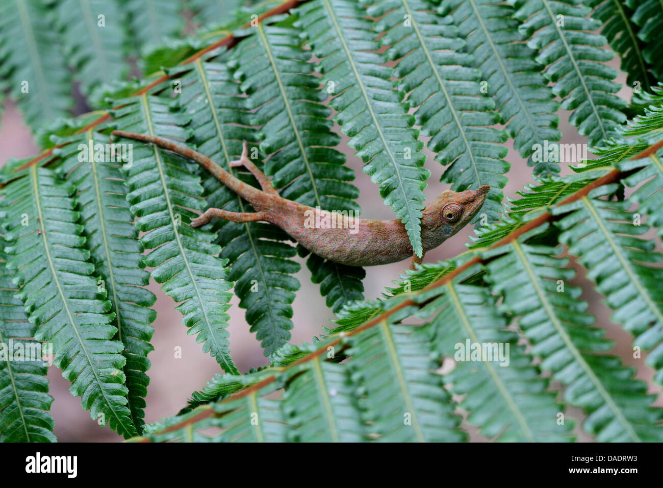 Blue nosed chameleon calumma boettgeri hi-res stock photography and ...