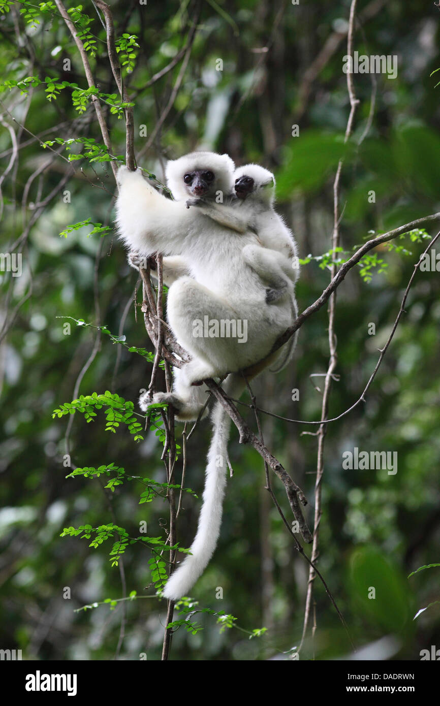 Silky Sifaka (Propithecus candidus), female with infant sitting on thin ...
