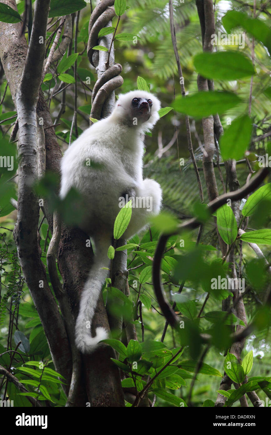 Silky Sifaka (Propithecus candidus), sitting in a tree, Madagascar ...