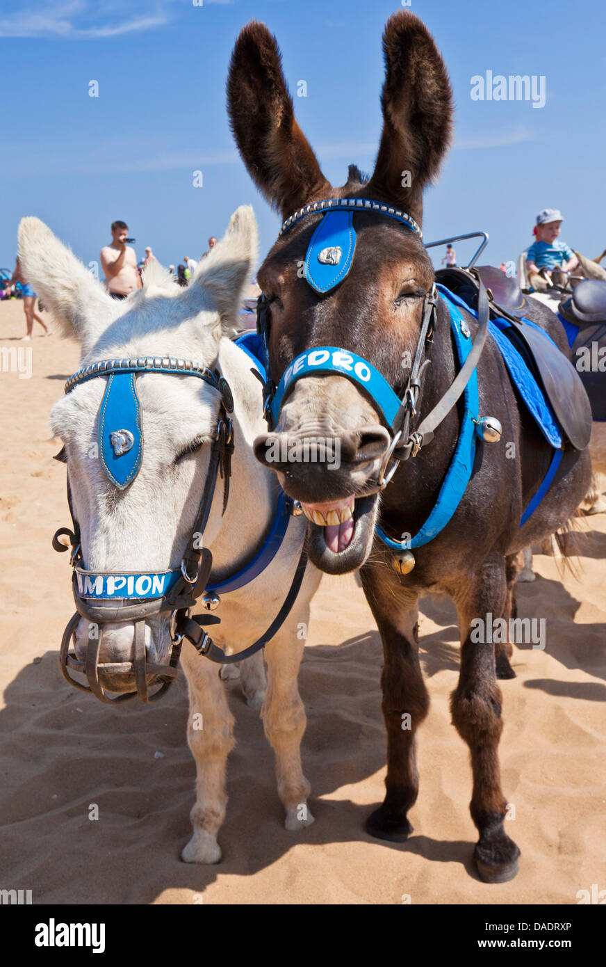 Donkeys on Beach Skegness Lincolnshire england UK GB EU Europe Stock ...