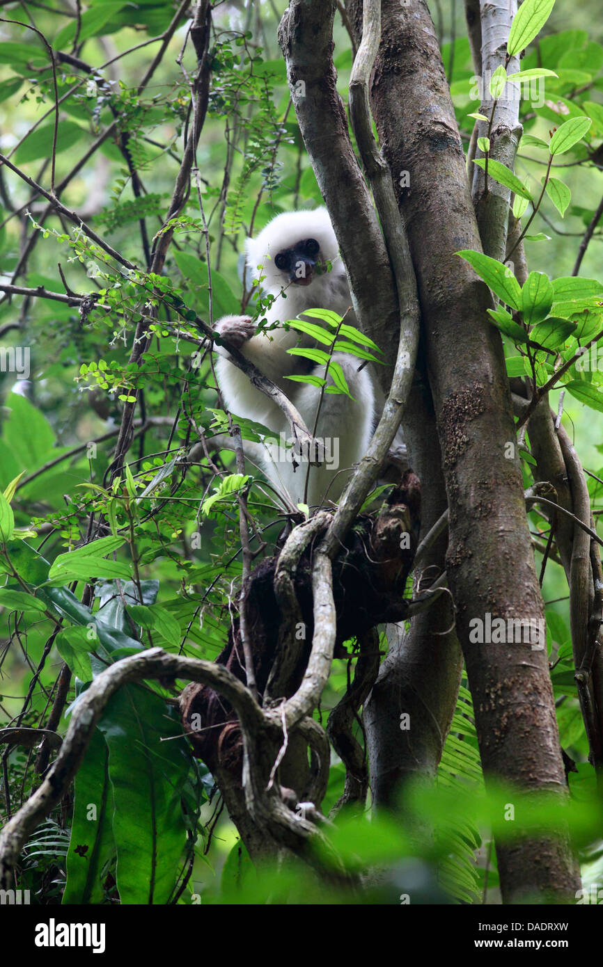 Silky Sifaka (Propithecus candidus), sitting in a tree and feeding on ...