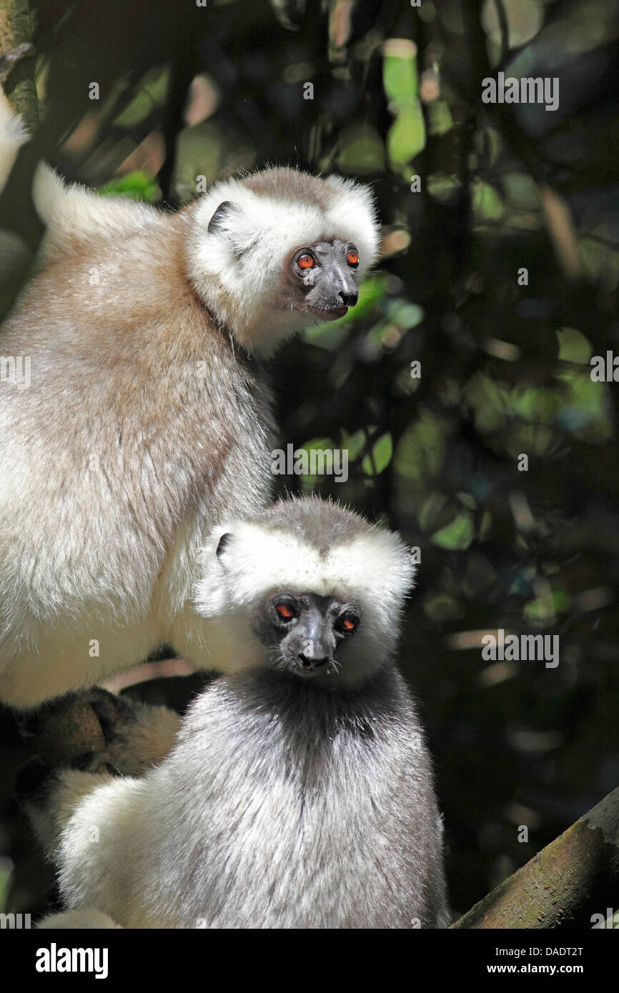 Silky Sifaka (Propithecus candidus), two Sifakas sitting on a tree ...