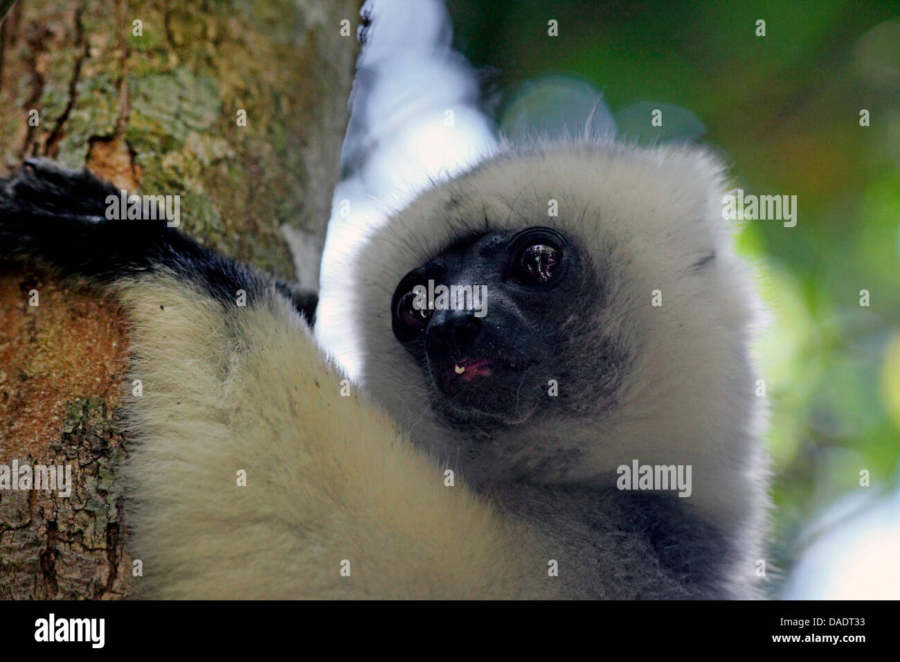 Silky Sifaka (Propithecus candidus), clinging to a tree trunk ...