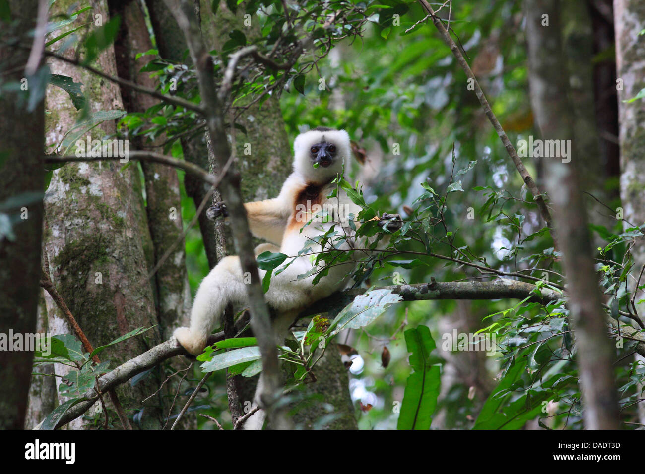 Silky Sifaka (Propithecus candidus), sitting on a branch and feeding on ...