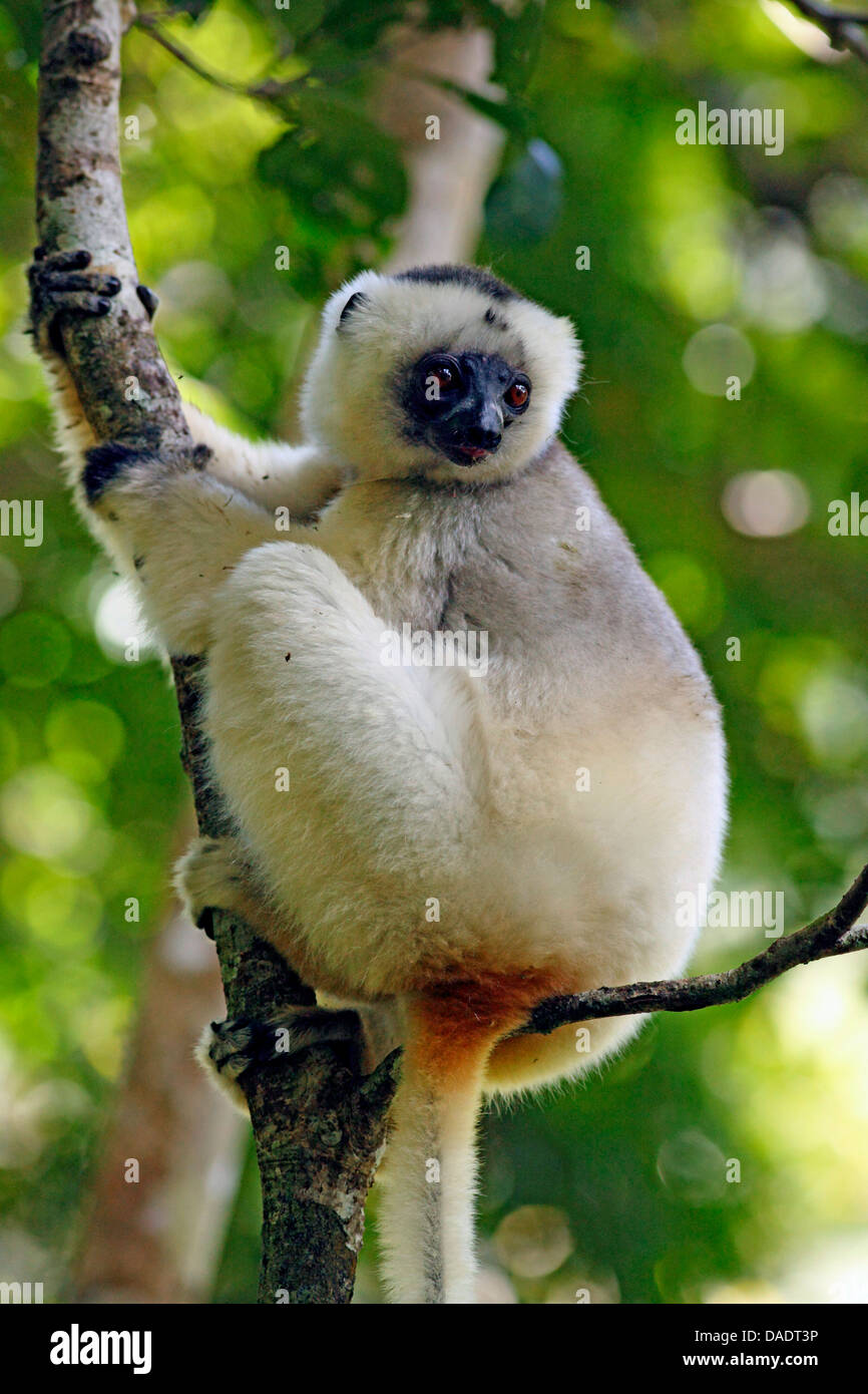 Silky sifaka hi-res stock photography and images - Alamy