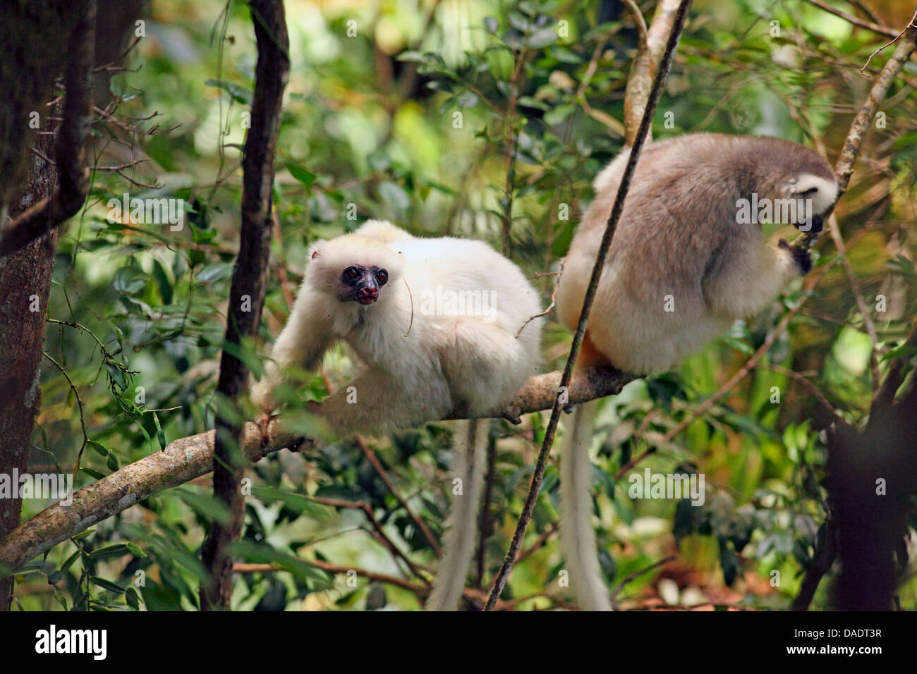 Silky Sifaka (Propithecus candidus), two Sifakas are sitting side by ...