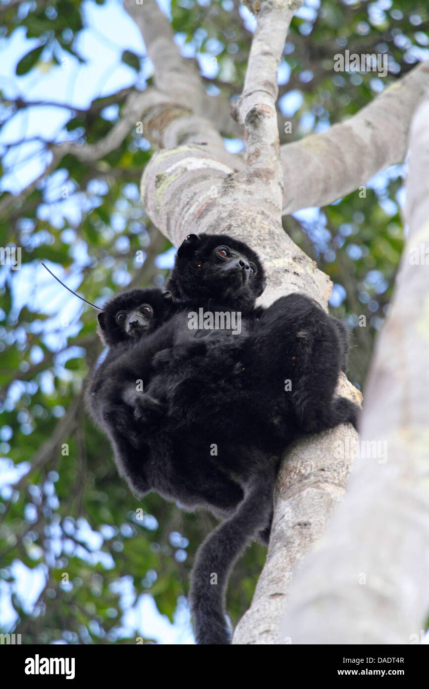 Perrier's Sifaka (Propithecus perrieri), female carrying piggyback her ...