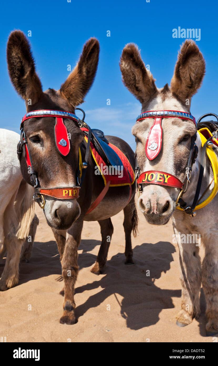 Donkeys on beach skegness lincolnshire hi-res stock photography and ...
