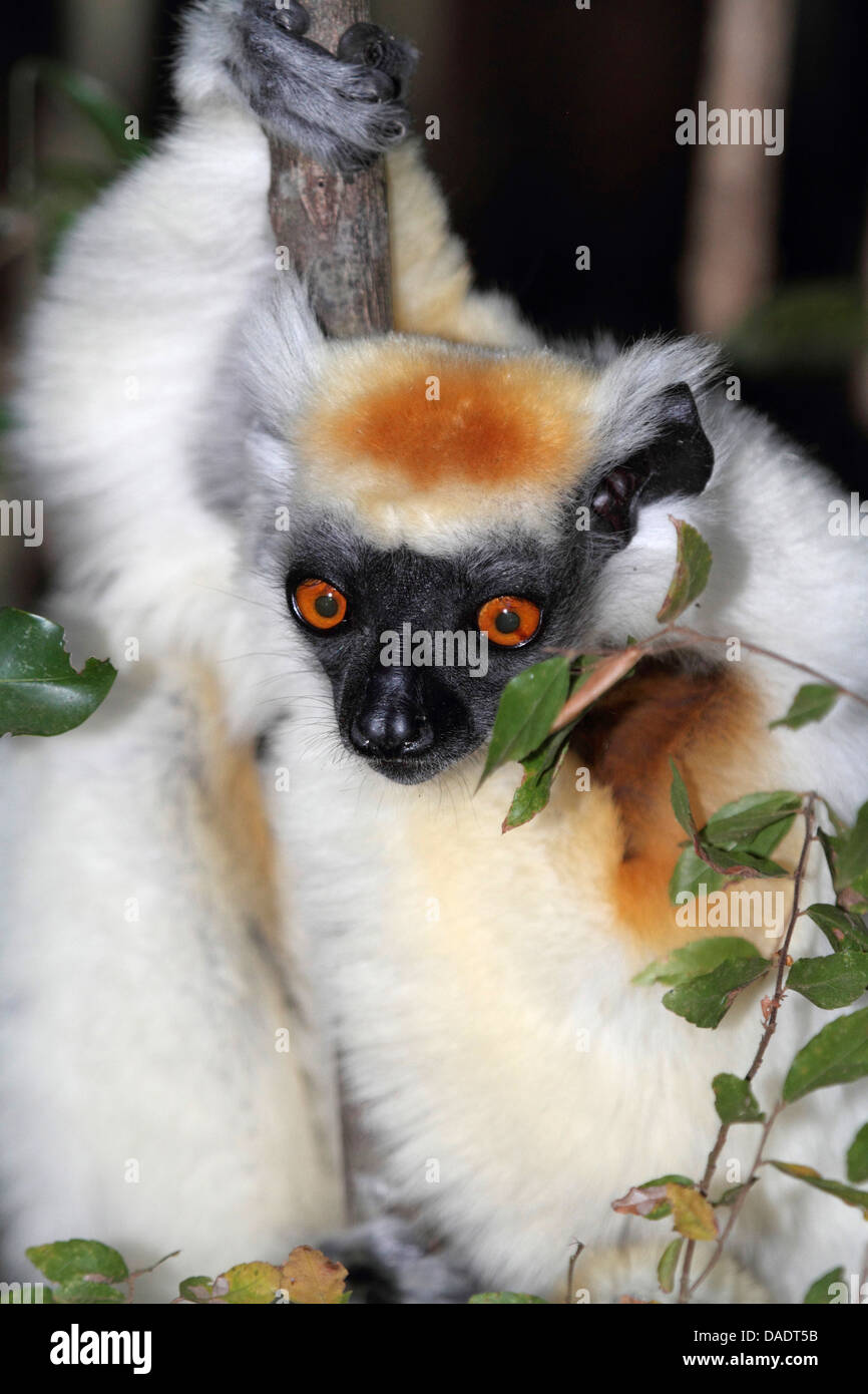 Golden crowned sifaka propithecus tattersalli hi-res stock photography ...