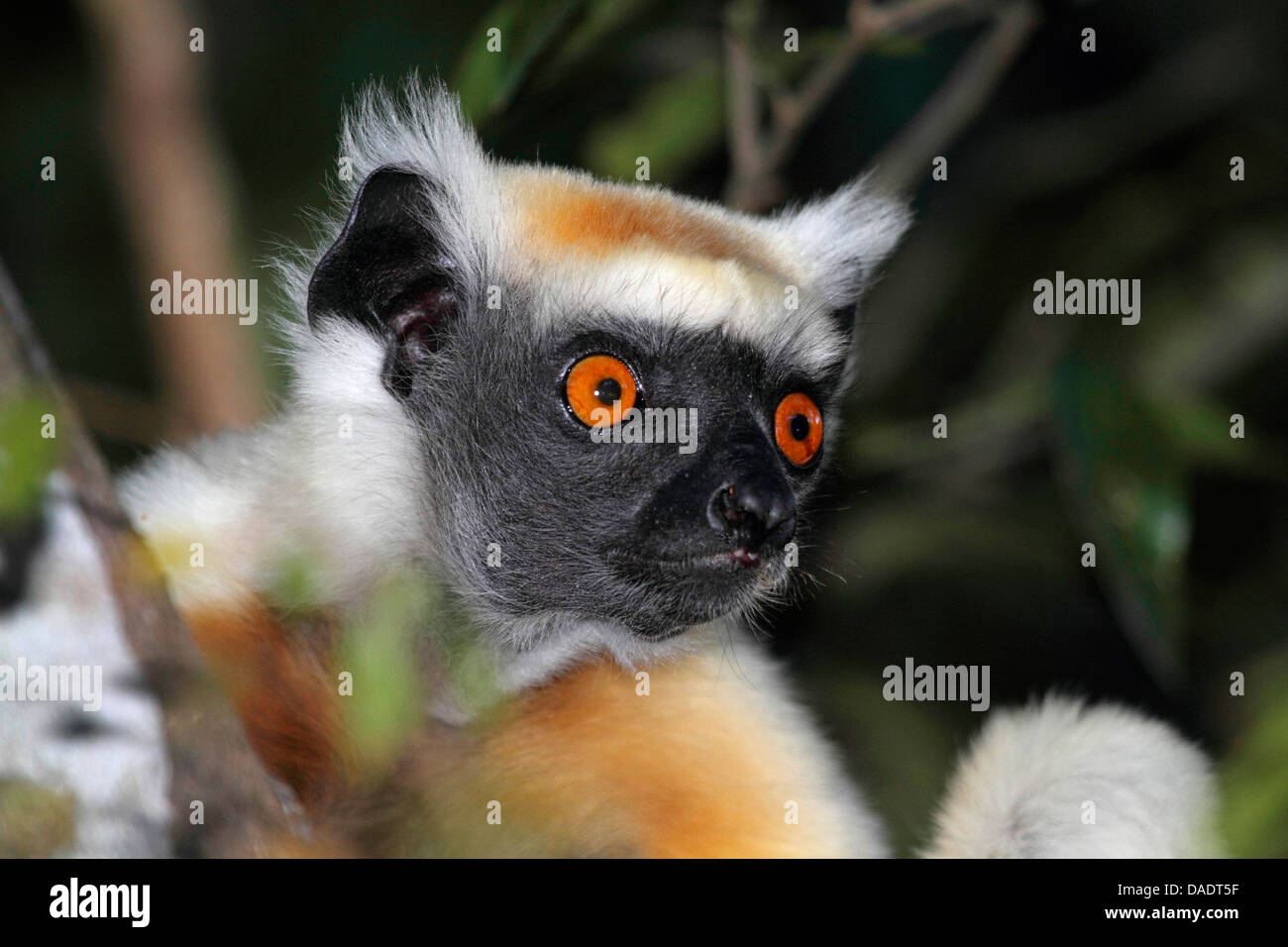 Golden-crowned sifaka, Tattersall's sifaka (Propithecus tattersalli ...