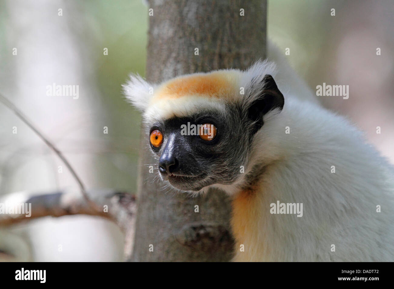 Golden-crowned sifaka, Tattersall's sifaka (Propithecus tattersalli ...