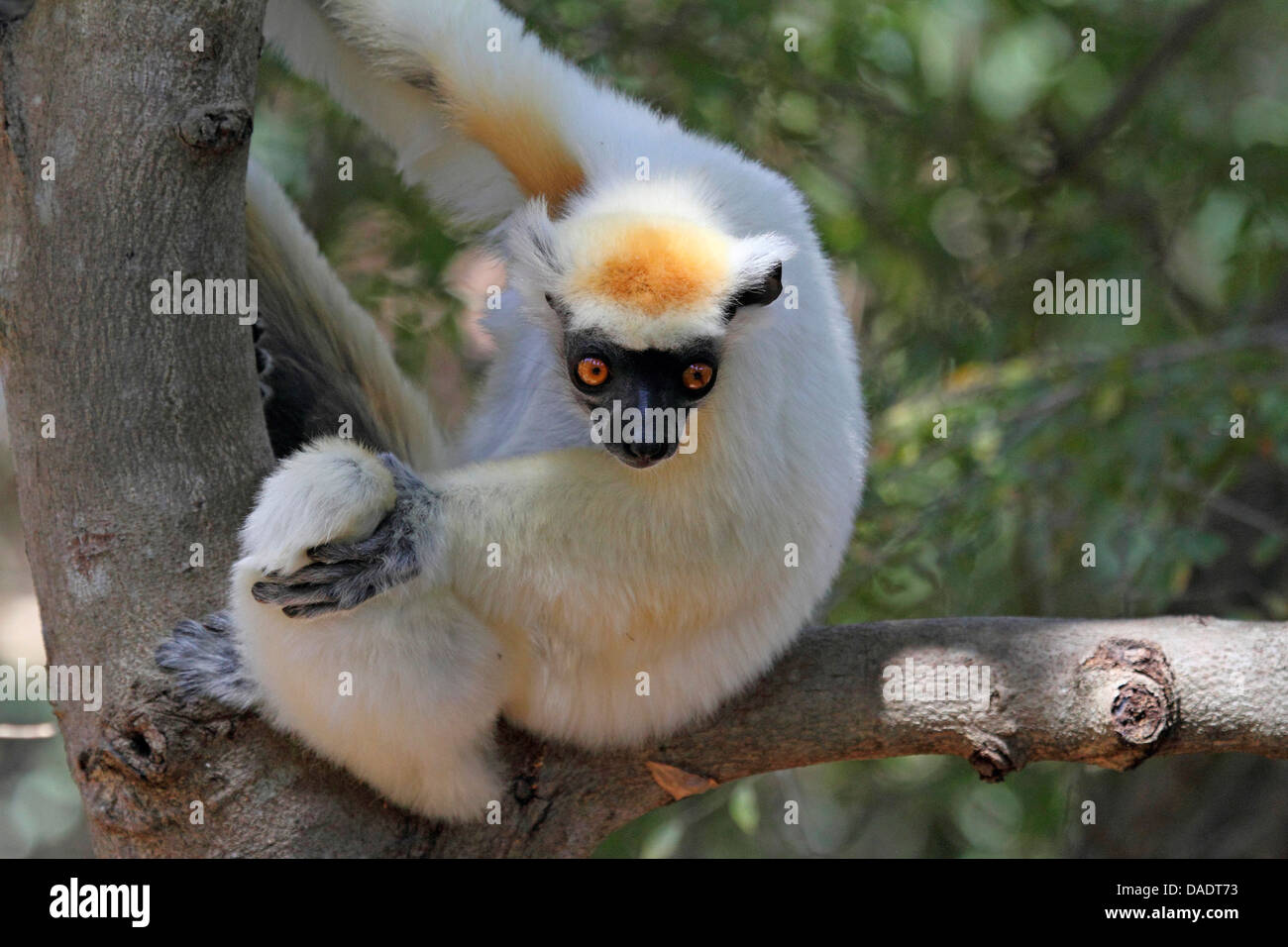 Golden Crowned Sifaka Lemur Tattersalls Propithecus Tattersalli High ...