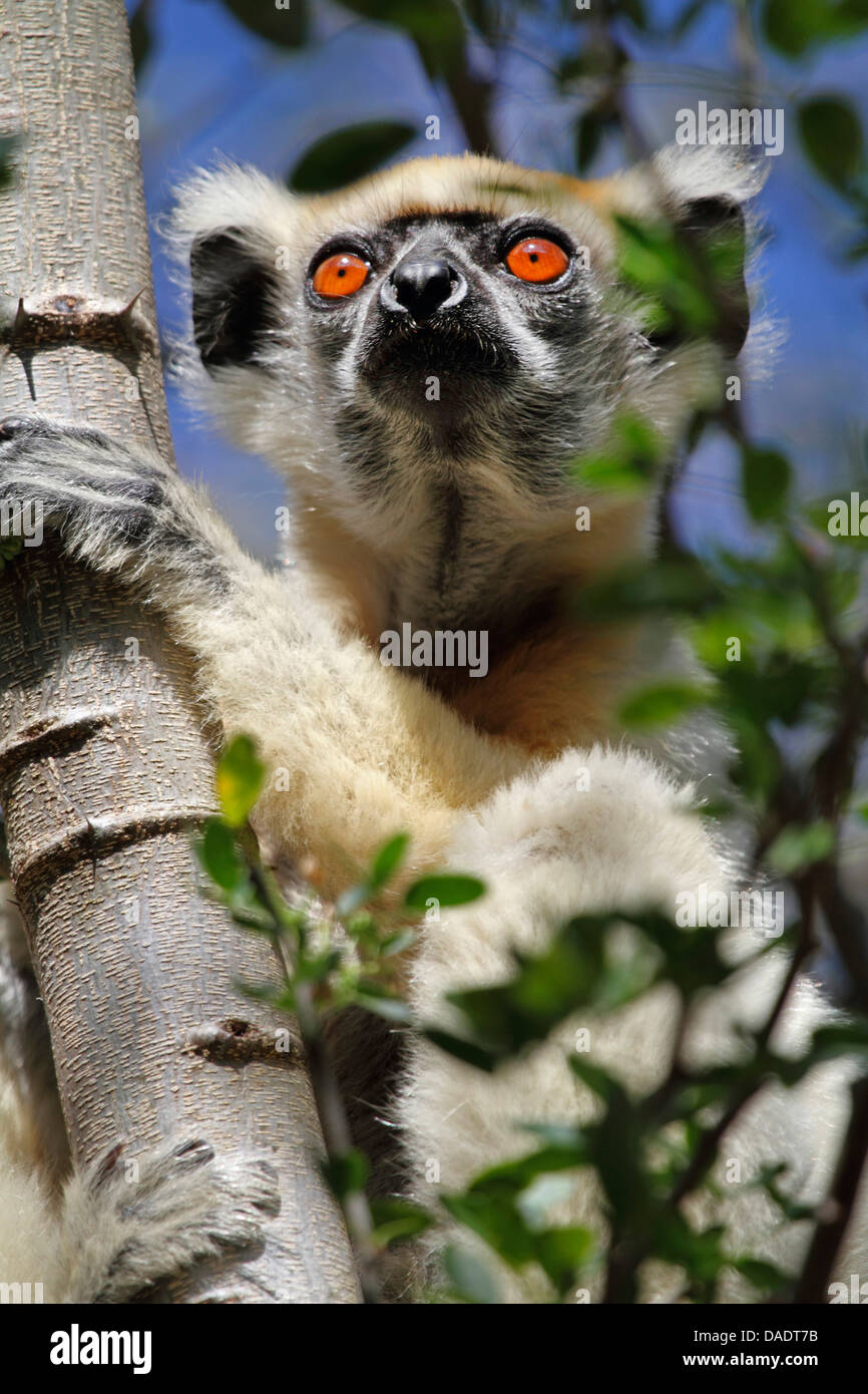 Golden-crowned sifaka, Tattersall's sifaka (Propithecus tattersalli ...