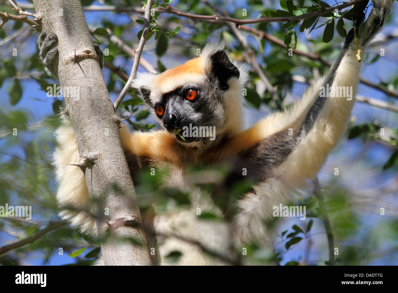 Golden-crowned sifaka, Tattersall's sifaka (Propithecus tattersalli ...