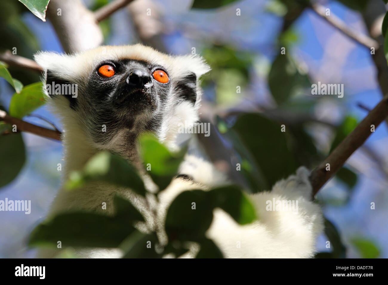 Golden-crowned sifaka, Tattersall's sifaka (Propithecus tattersalli ...