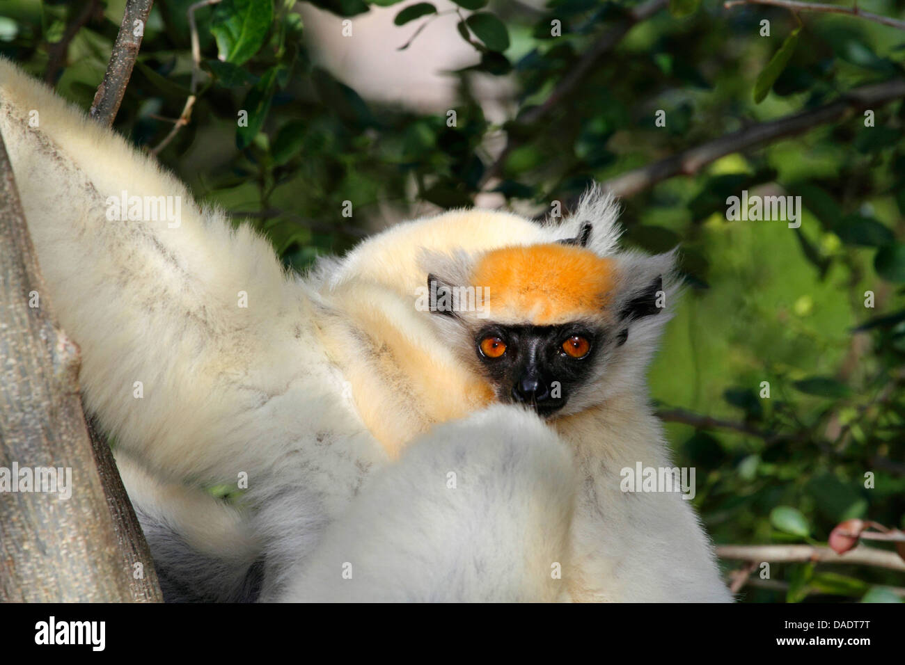 Golden-crowned sifaka, Tattersall's sifaka (Propithecus tattersalli ...