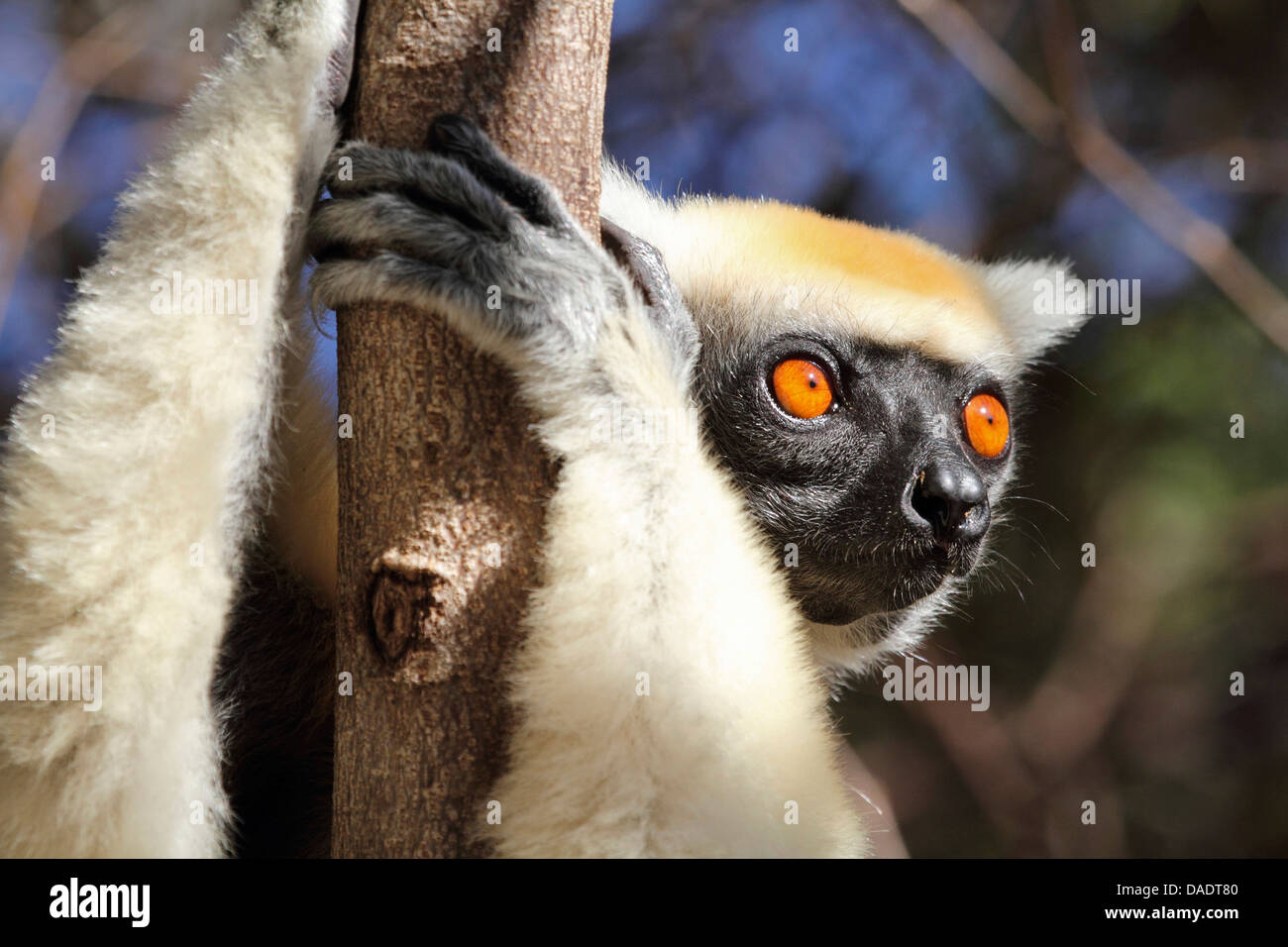 Golden-crowned sifaka, Tattersall's sifaka (Propithecus tattersalli ...