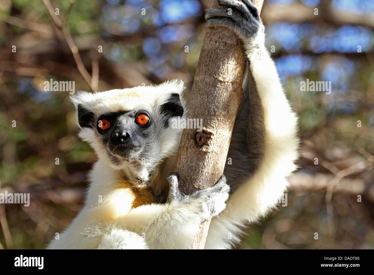 Golden-crowned sifaka, Tattersall's sifaka (Propithecus tattersalli ...
