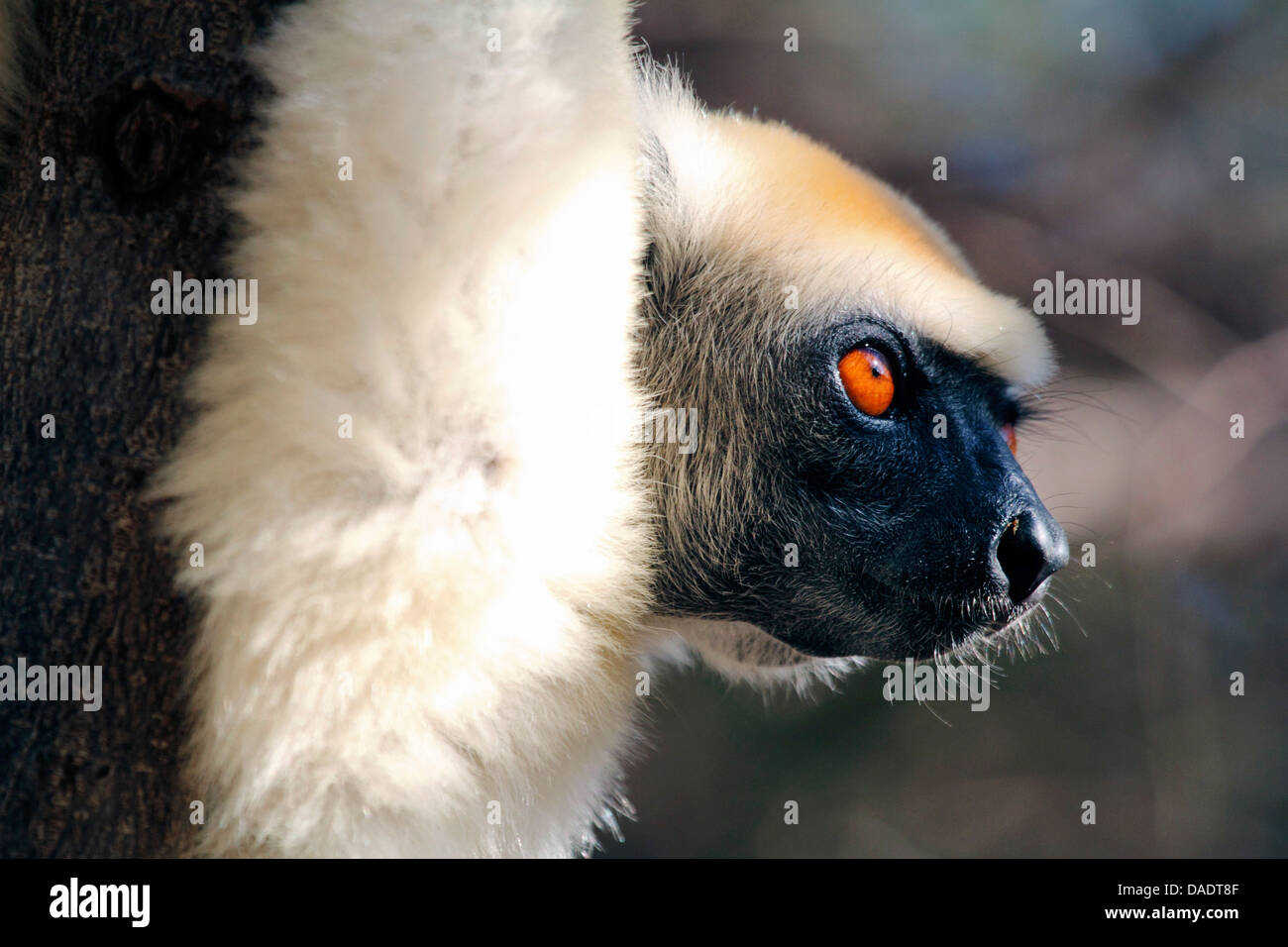 Golden-crowned sifaka, Tattersall's sifaka (Propithecus tattersalli ...