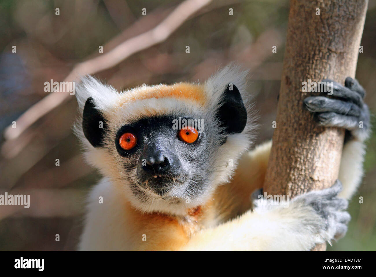 Golden-crowned sifaka, Tattersall's sifaka (Propithecus tattersalli ...
