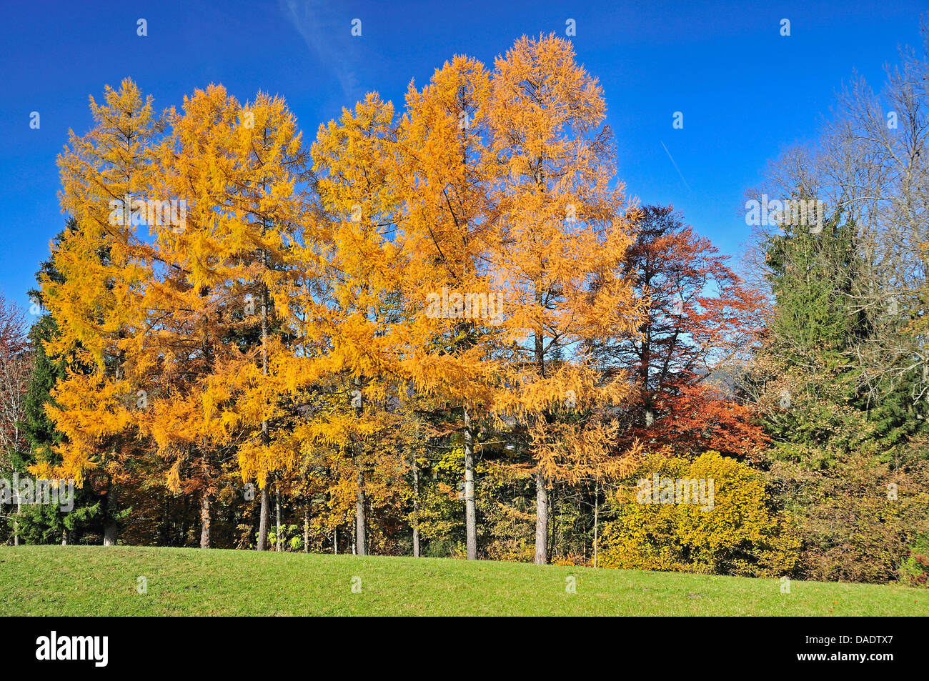 common larch, European larch (Larix decidua, Larix europaea), common ...