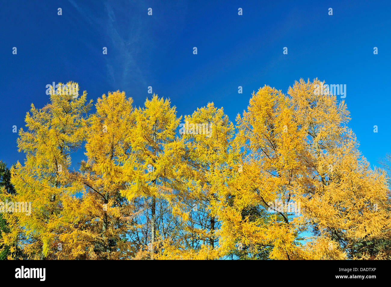 common larch, European larch (Larix decidua, Larix europaea), larches ...