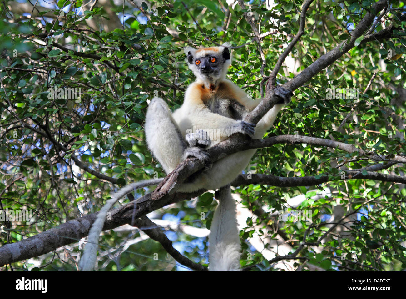 Golden Crowned Sifaka Lemur Tattersalls Propithecus Tattersalli High ...