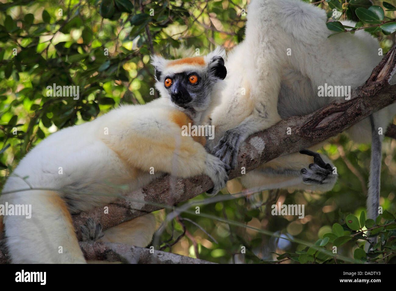 Golden-crowned sifaka, Tattersall's sifaka (Propithecus tattersalli ...