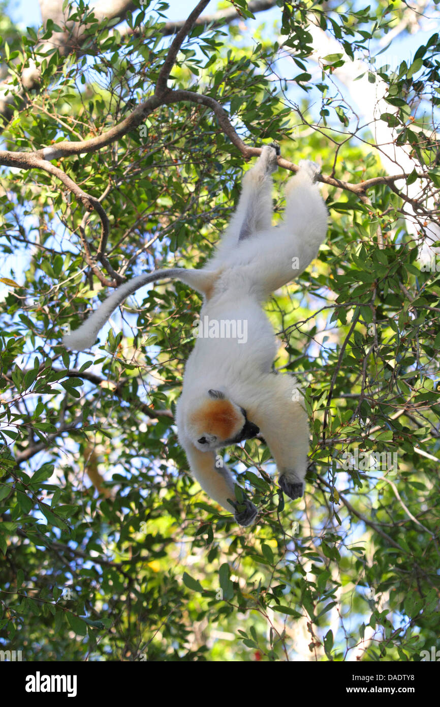 Golden-crowned sifaka, Tattersall's sifaka (Propithecus tattersalli ...