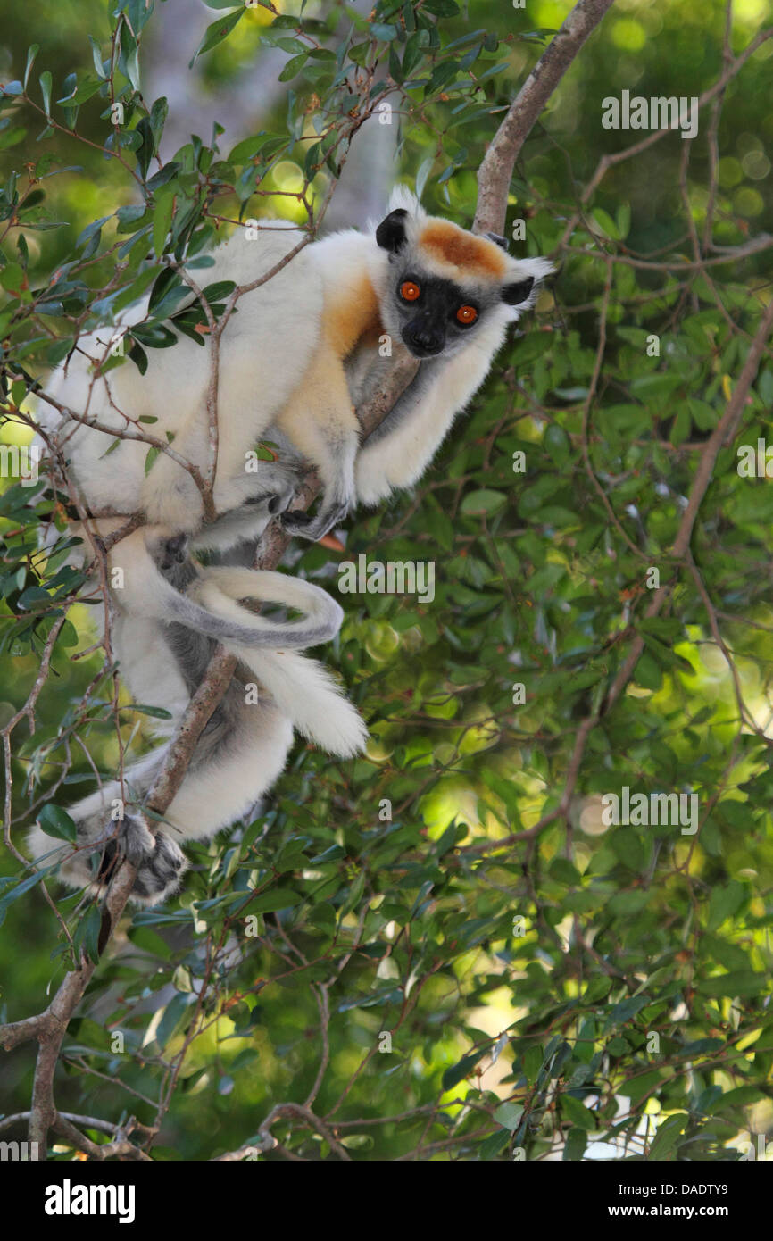 Golden-crowned sifaka, Tattersall's sifaka (Propithecus tattersalli ...
