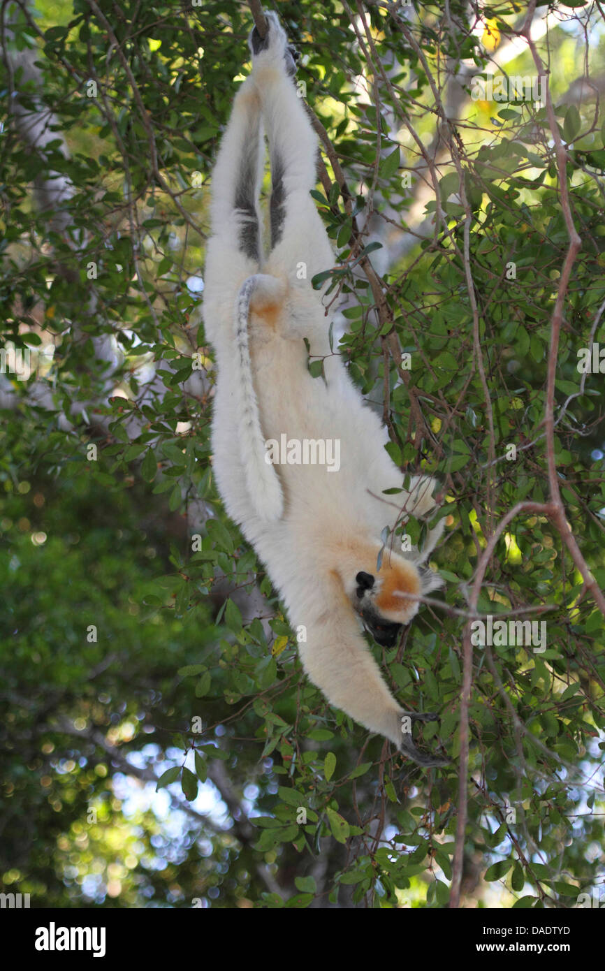 Golden-crowned sifaka, Tattersall's sifaka (Propithecus tattersalli ...