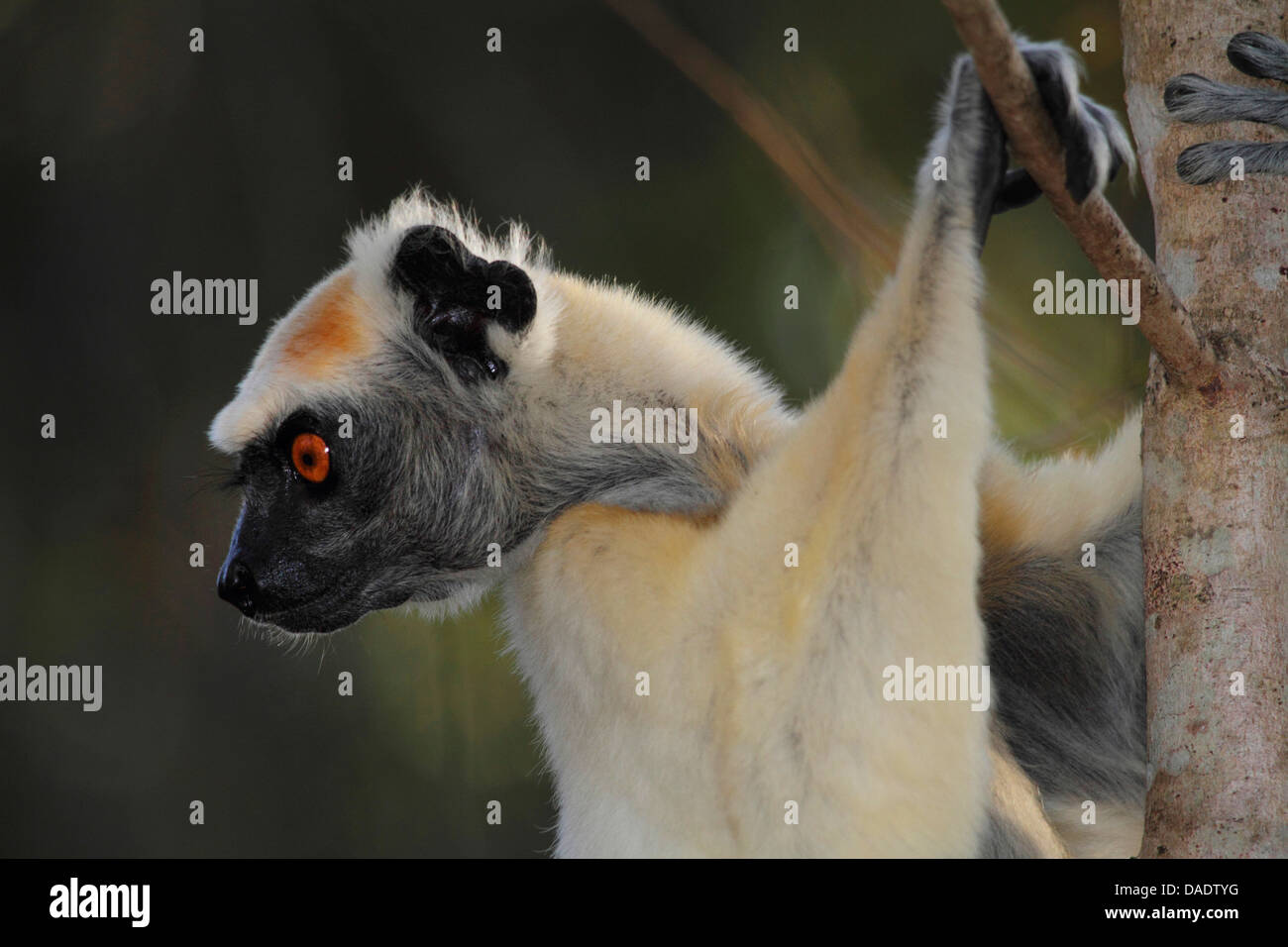 Golden-crowned sifaka, Tattersall's sifaka (Propithecus tattersalli ...
