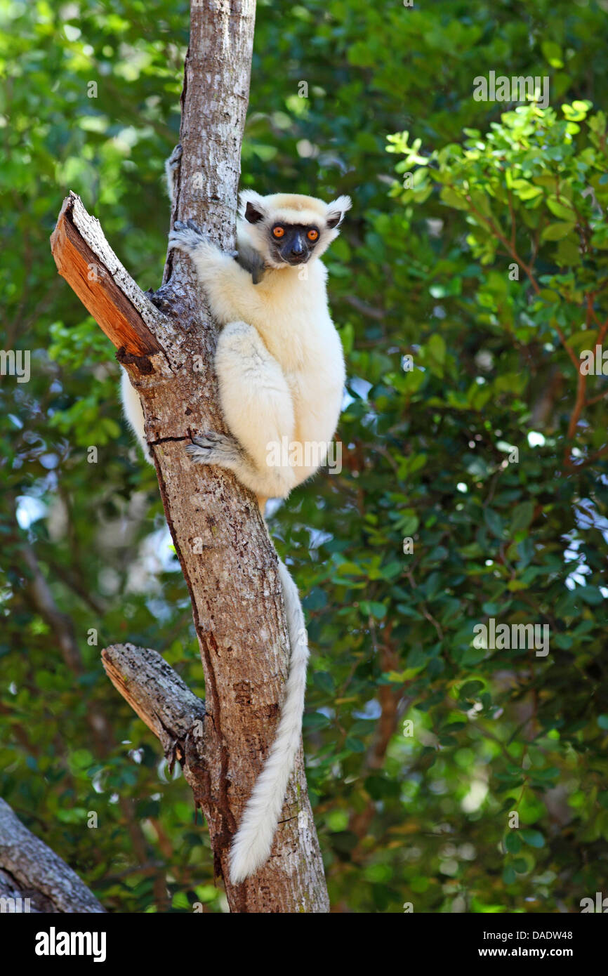 Golden-crowned sifaka, Tattersall's sifaka (Propithecus tattersalli ...