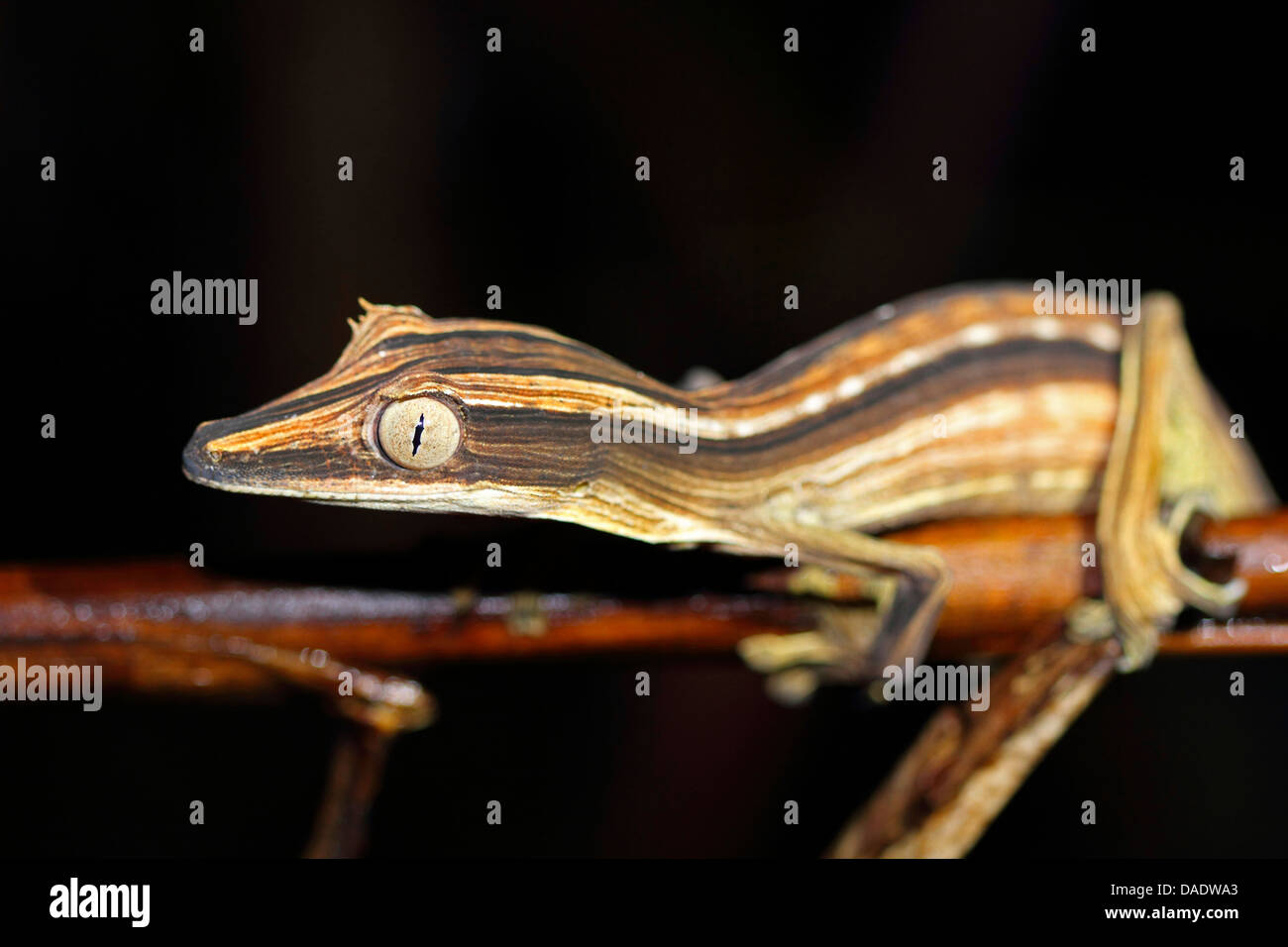 Leaftail gecko hi-res stock photography and images - Alamy