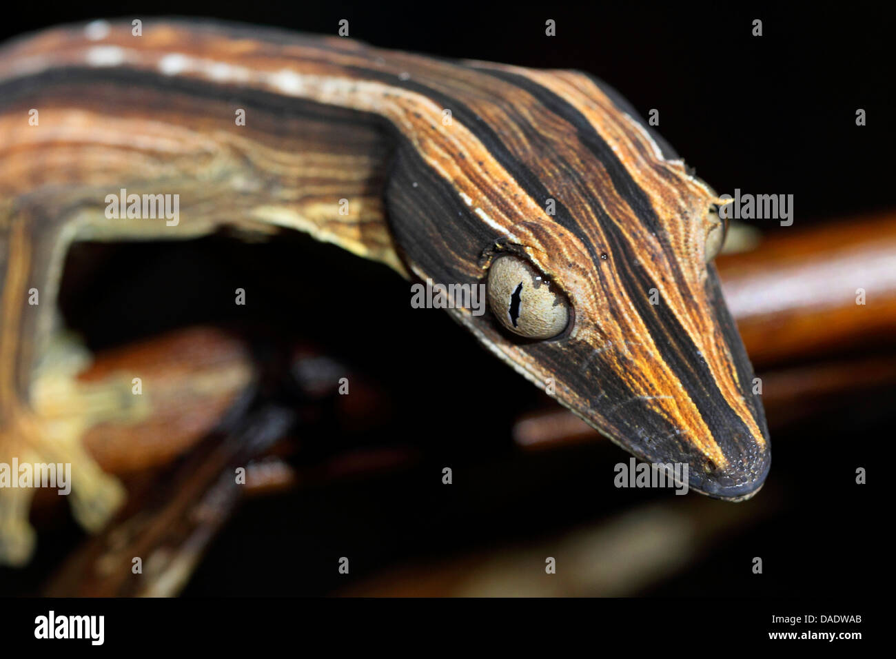 Lined leaftail gecko, Lined Leaf-tailed Gecko (Uroplatus lineatus ...