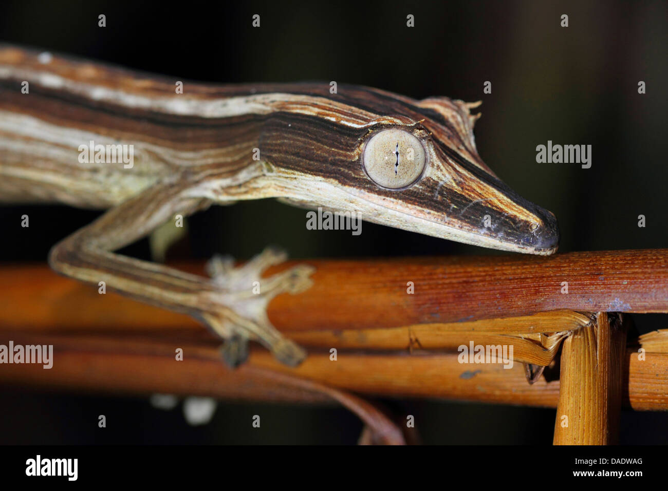Lined leaftail gecko, Lined Leaf-tailed Gecko (Uroplatus lineatus ...