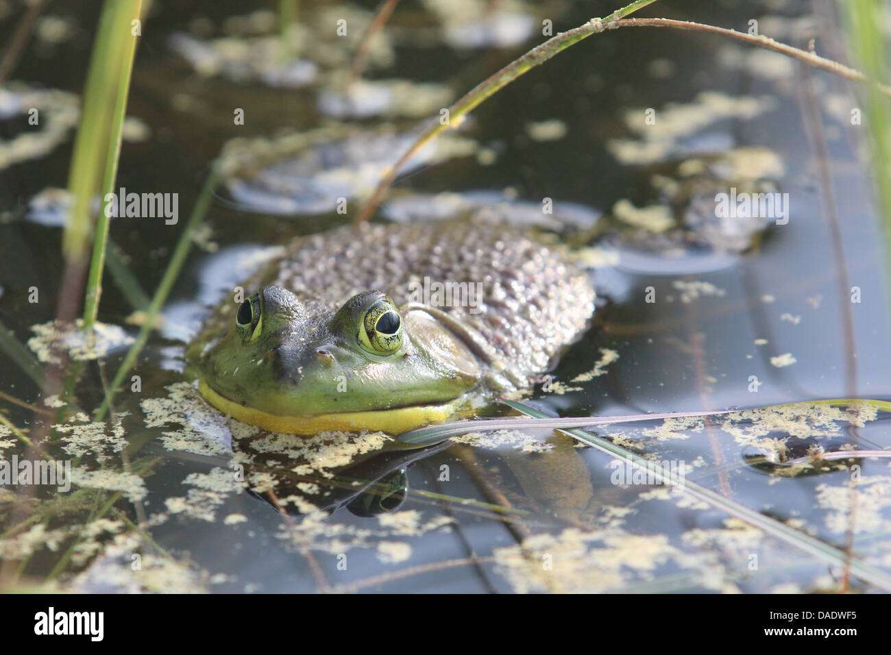 Large bullfrog in water Stock Photo - Alamy