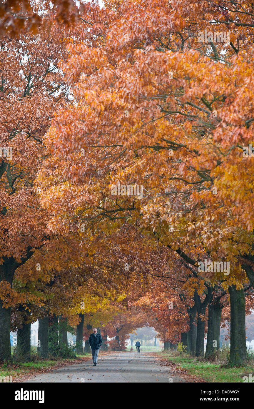A man walks along an autumnally coloured alley near Manching, Germany ...