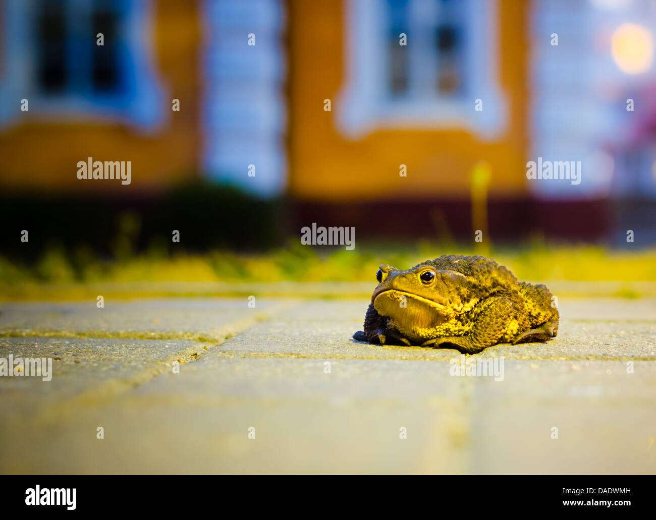 A Close Up Of The Toad In Night Stock Photo - Alamy