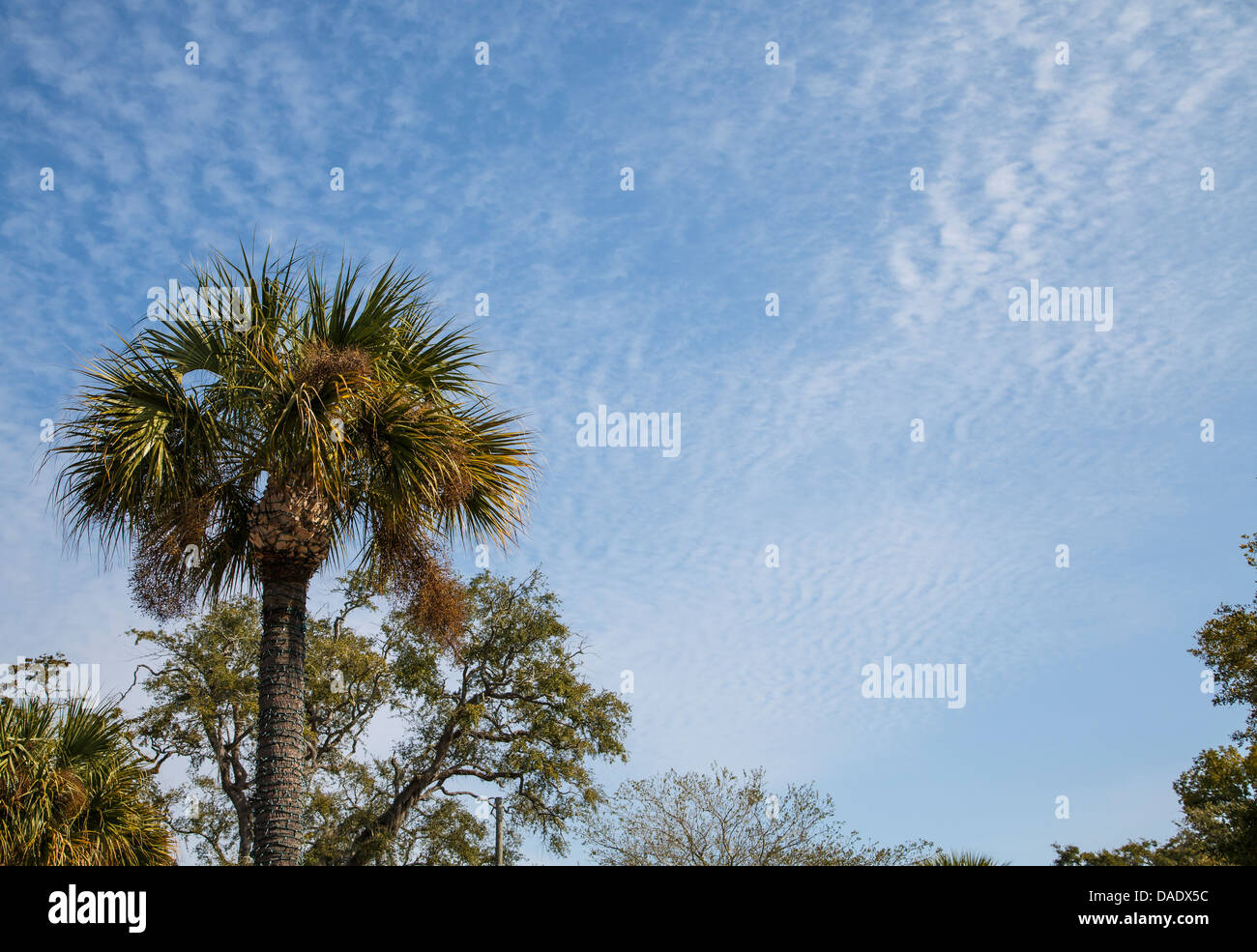Palm tree over blue hi-res stock photography and images - Alamy