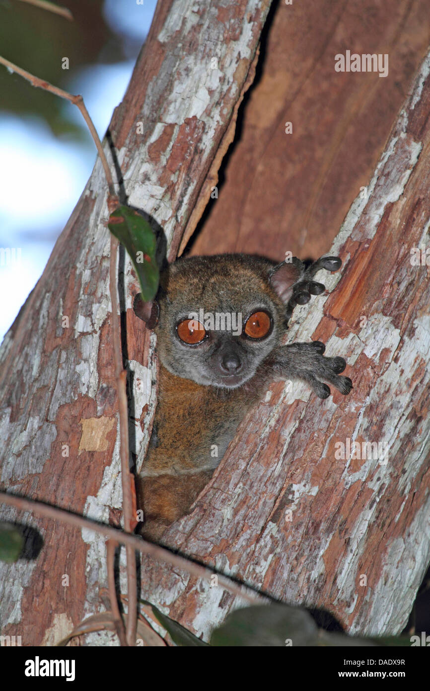 Ankarana Sportive Lemur (Lepilemur ankaranensis), in a hollow tree ...