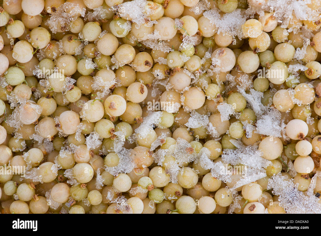 Ribes Rubrum Fruit High Resolution Stock Photography and Images - Alamy