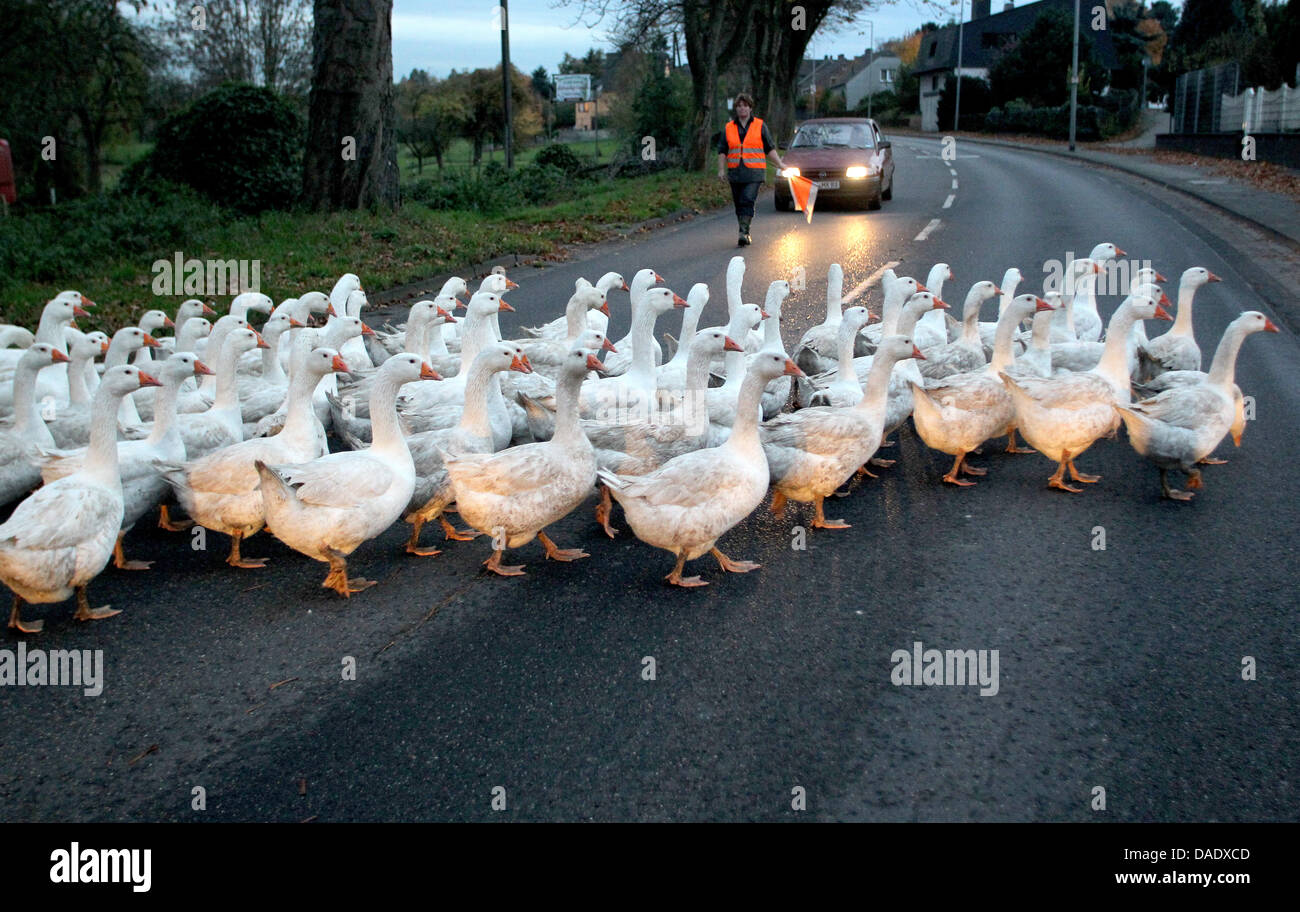 Farmer Kueppers chases Geese across a street in Duisburg, Germany, 03 ...