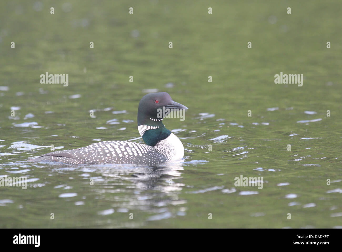 Black and white loon hi-res stock photography and images - Alamy