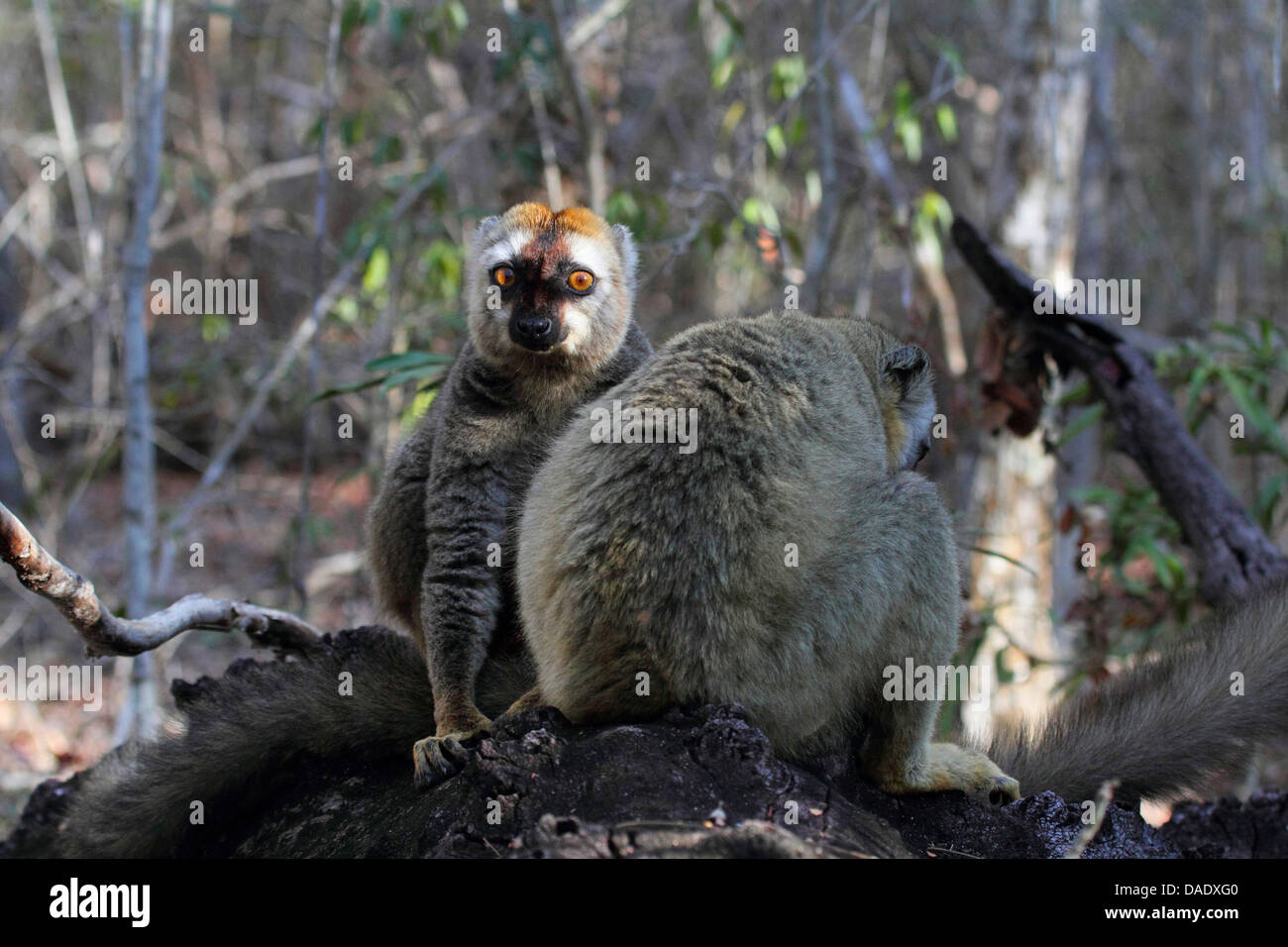 Red-fronted lemur. Red-fronted brown lemur, Southern red-fronted brown ...